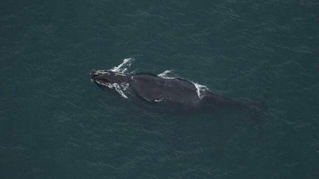 Endangered right whale spotted migrating off NC coast | Durham Herald Sun