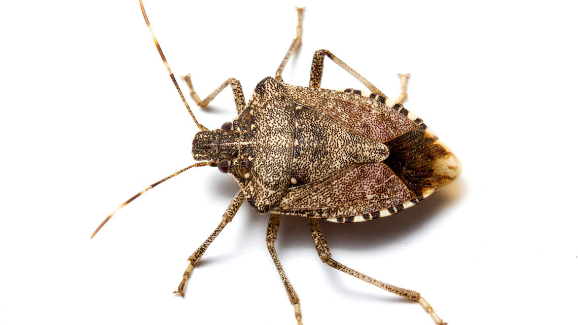 5 ways to protect your Georgia home from pests as temps drop | Macon ...