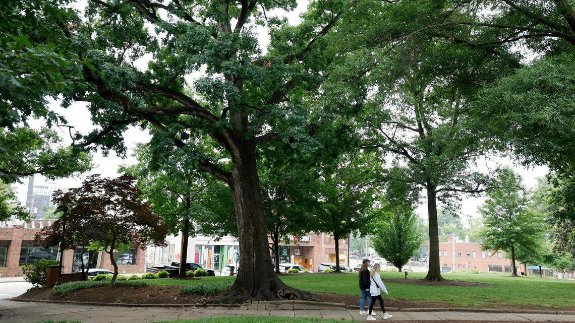 100-year-old white oak in Nash Square will be cut down | Raleigh News ...