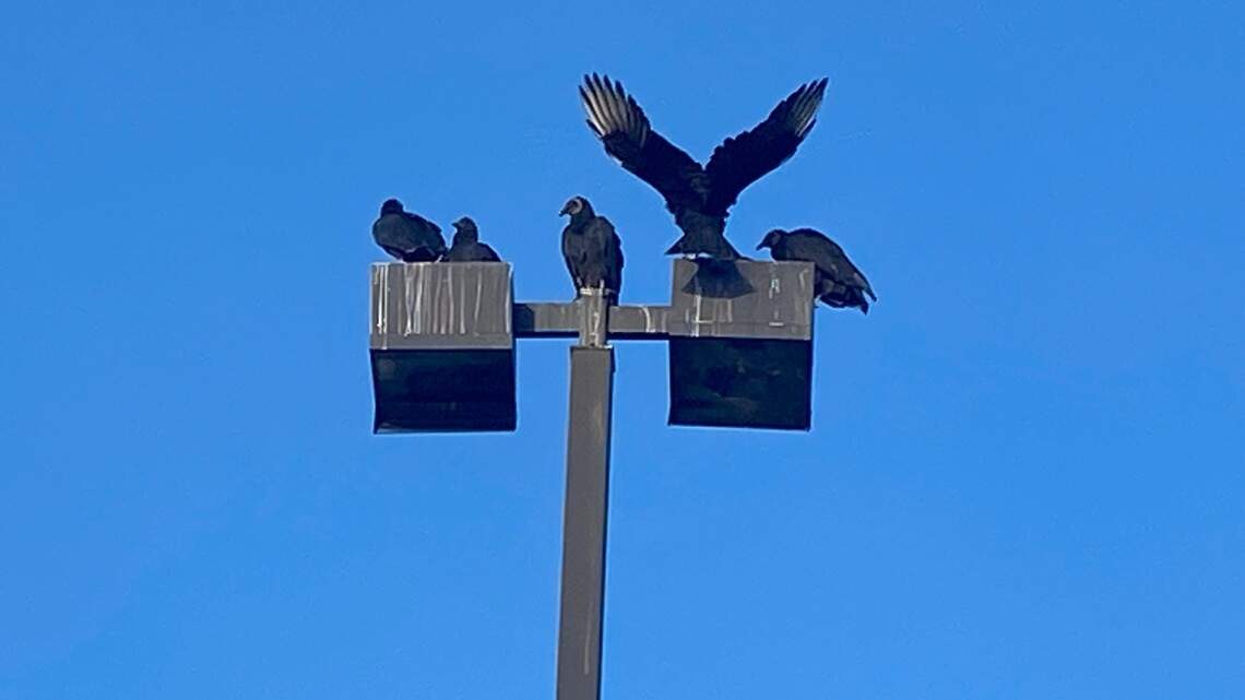 Bunn, NC, tries to deal with daily buzzard invasion | Raleigh News ...