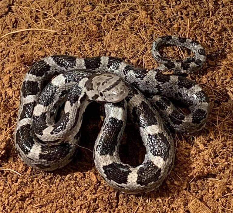 Non-venomous NC snakes that can look like a baby copperhead | Raleigh ...