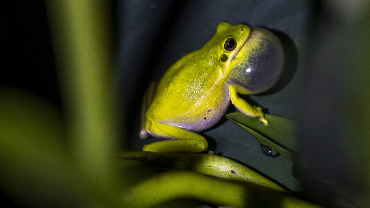 Nighttime frog calls draw visitors to Downtown Cary Park | Raleigh News ...