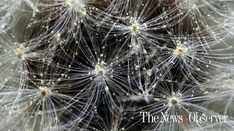NC pollen season: When it starts, how to avoid the worst of it ...