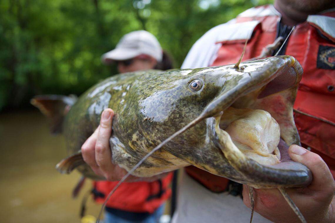 Invasive fish in NC: How to identify, what to do if you catch | Raleigh ...