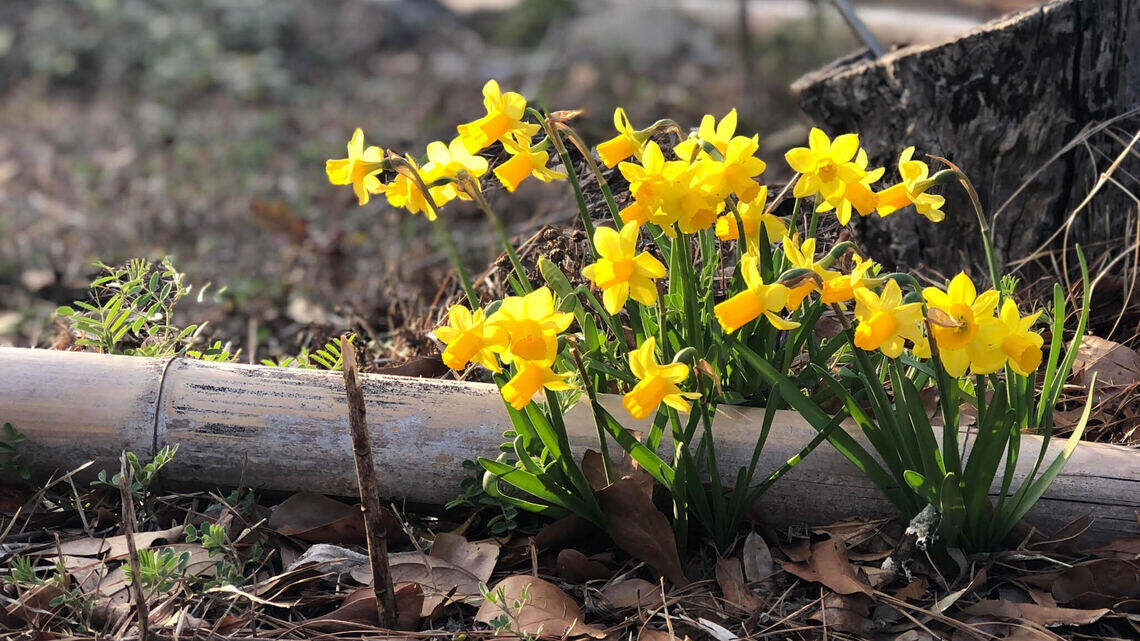 NC Spring Forecast: Temperature & rain expert predictions | Raleigh ...
