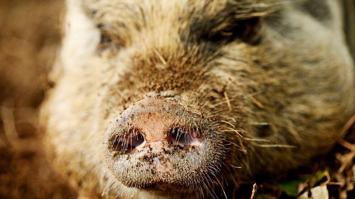 Carolina Hurricanes: Hamilton the Pig brings good luck | Raleigh News ...