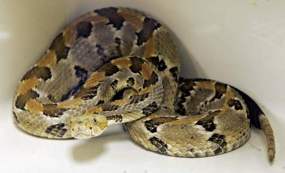 How to identify venomous snakes in NC: Photos & markings | Raleigh News ...