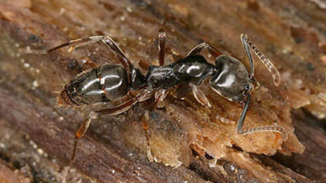Invasive Asian needle ant found in one MS Coast county | Biloxi Sun Herald