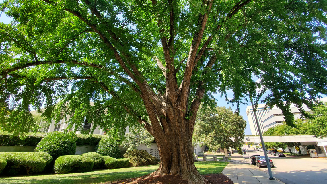 Which tree in Raleigh, Durham, Chapel Hill is your favorite? | Raleigh ...