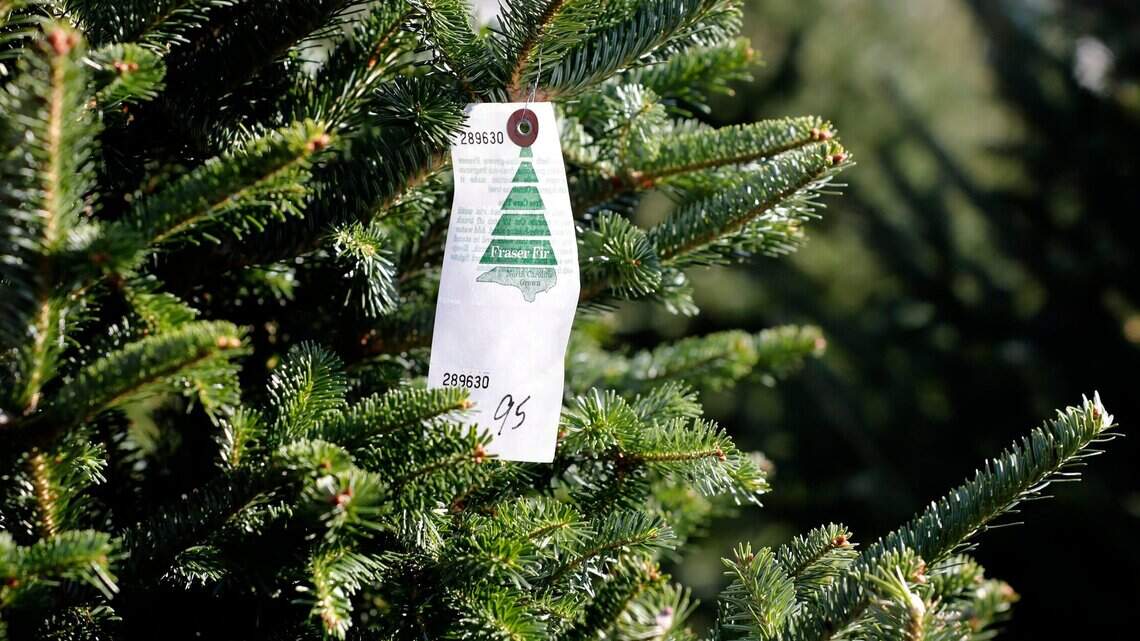 How to keep a Christmas tree fresh throughout the holiday | Raleigh ...