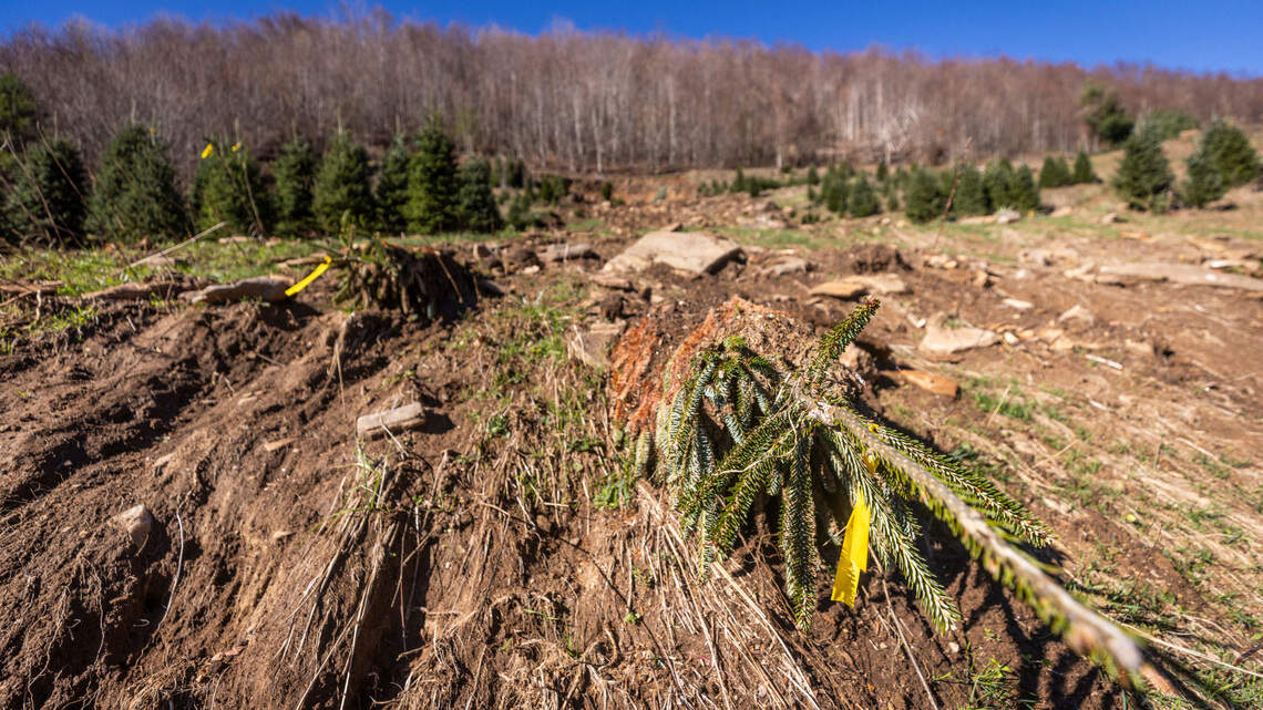 Helene caused about $1 billion in damage to Western NC farms | Raleigh ...