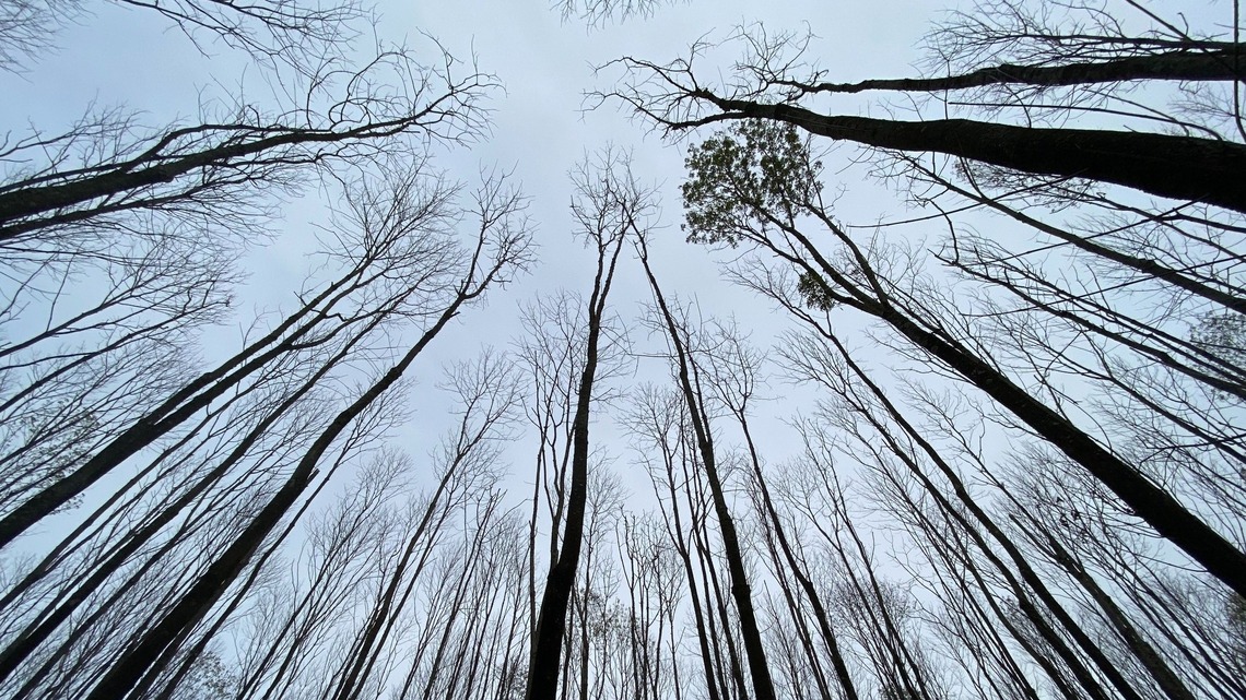 NC ash trees are dying from invasive borer pest infestation | Raleigh ...