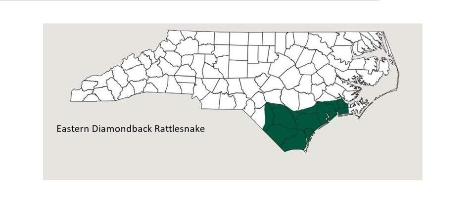 Rattlesnake locations in NC + how to identify & bite care | Raleigh ...