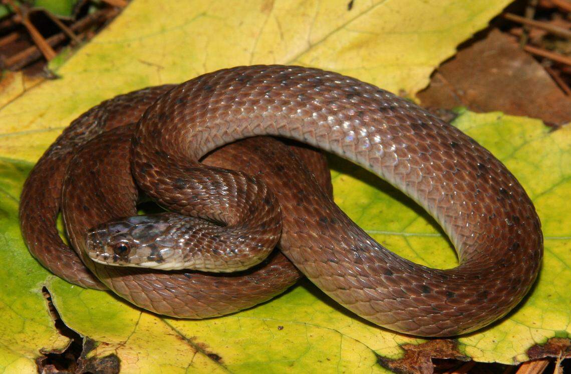 Non-venomous NC snakes that can look like a baby copperhead | Raleigh ...