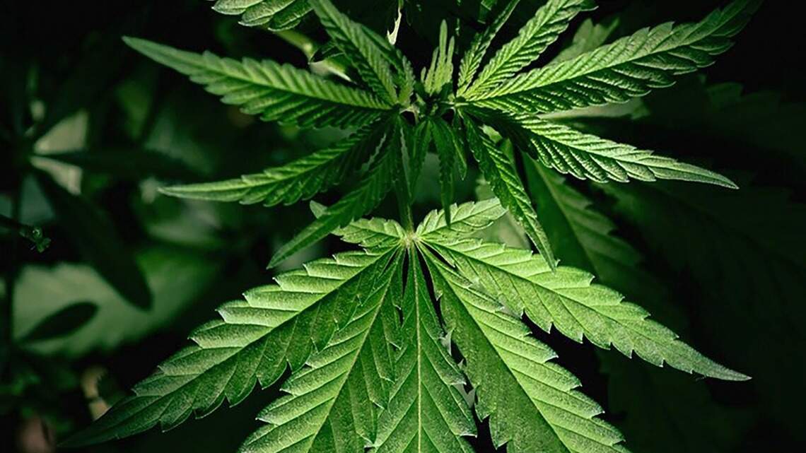 How do I apply for medical pot ID card in Mississippi? | Biloxi Sun Herald