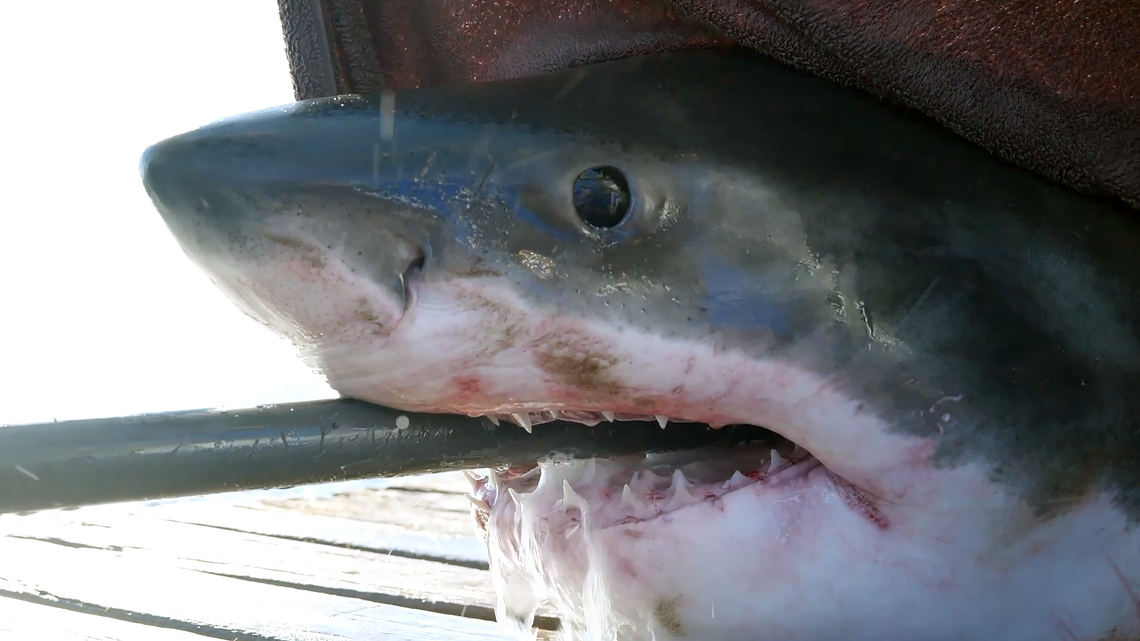 White sharks are migrating south for winter, experts say | Raleigh News ...