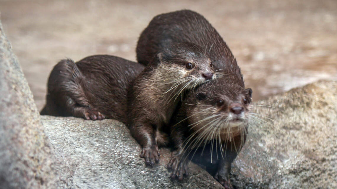 Otter pair in new habitat at North Carolina aquarium: Video | Raleigh ...