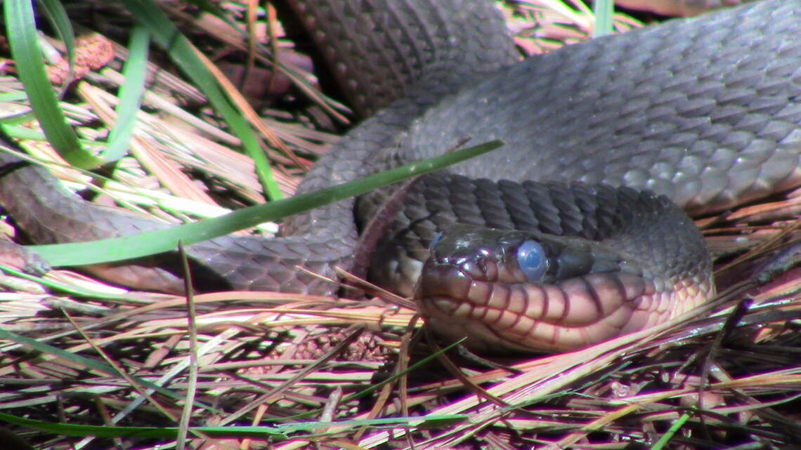 3 most venomous snakes in South Carolina | Hilton Head Island Packet
