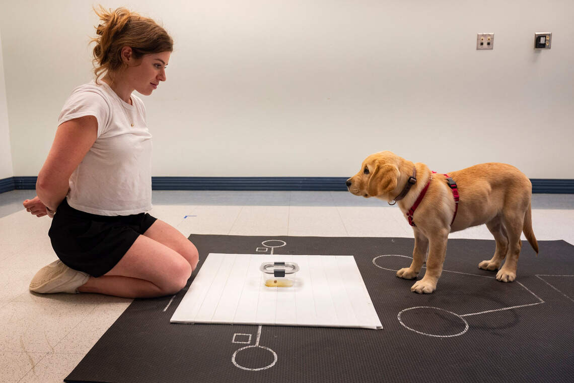Duke Puppy Kindergarten: New research on canine communication | Raleigh ...