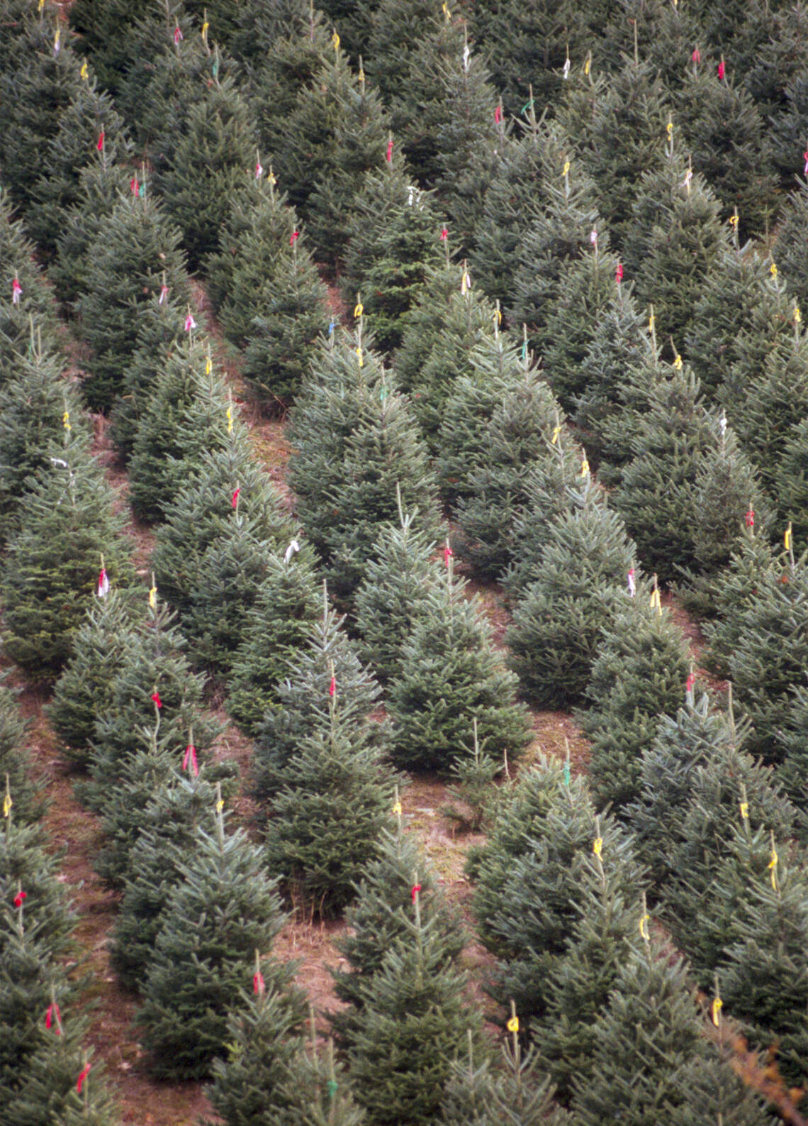 Where to buy live Christmas trees Raleigh, Durham, Cary 2023 | Raleigh ...