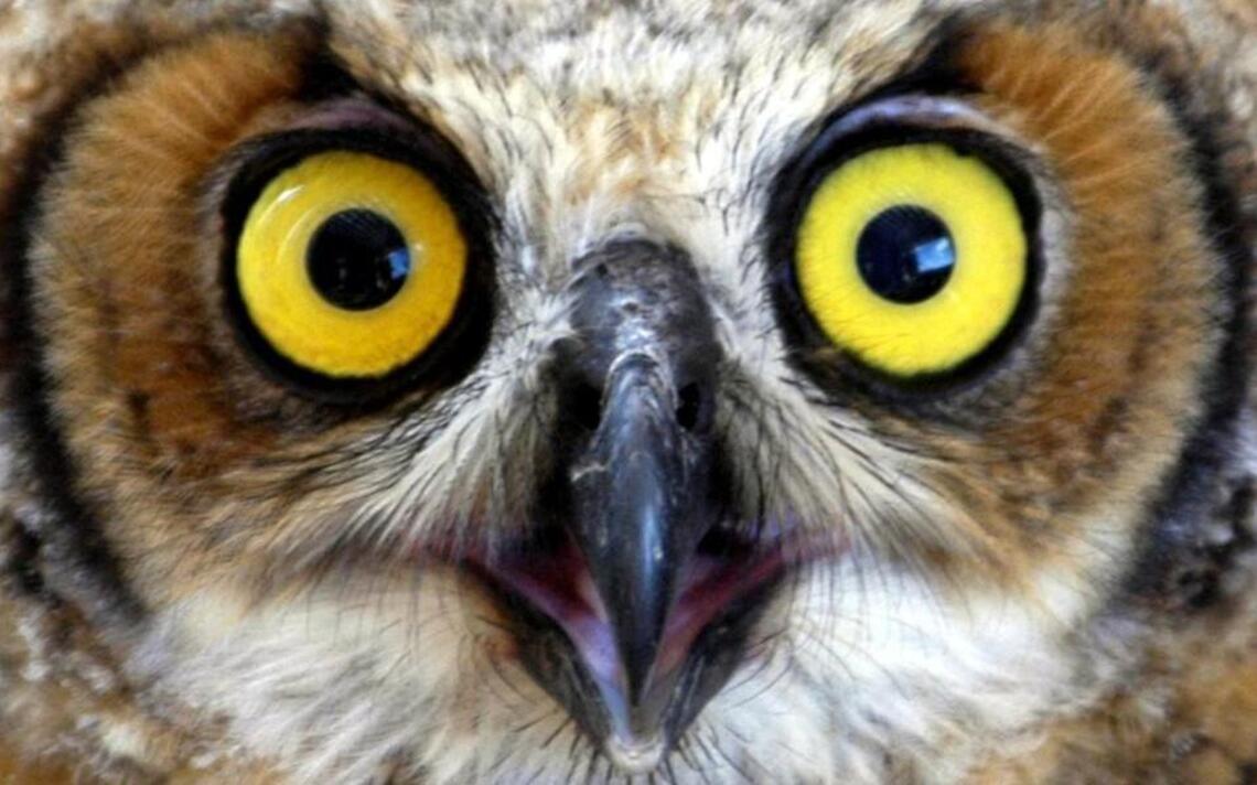 Dead owl tests positive for bird flu in Cary, Wake County | Raleigh ...